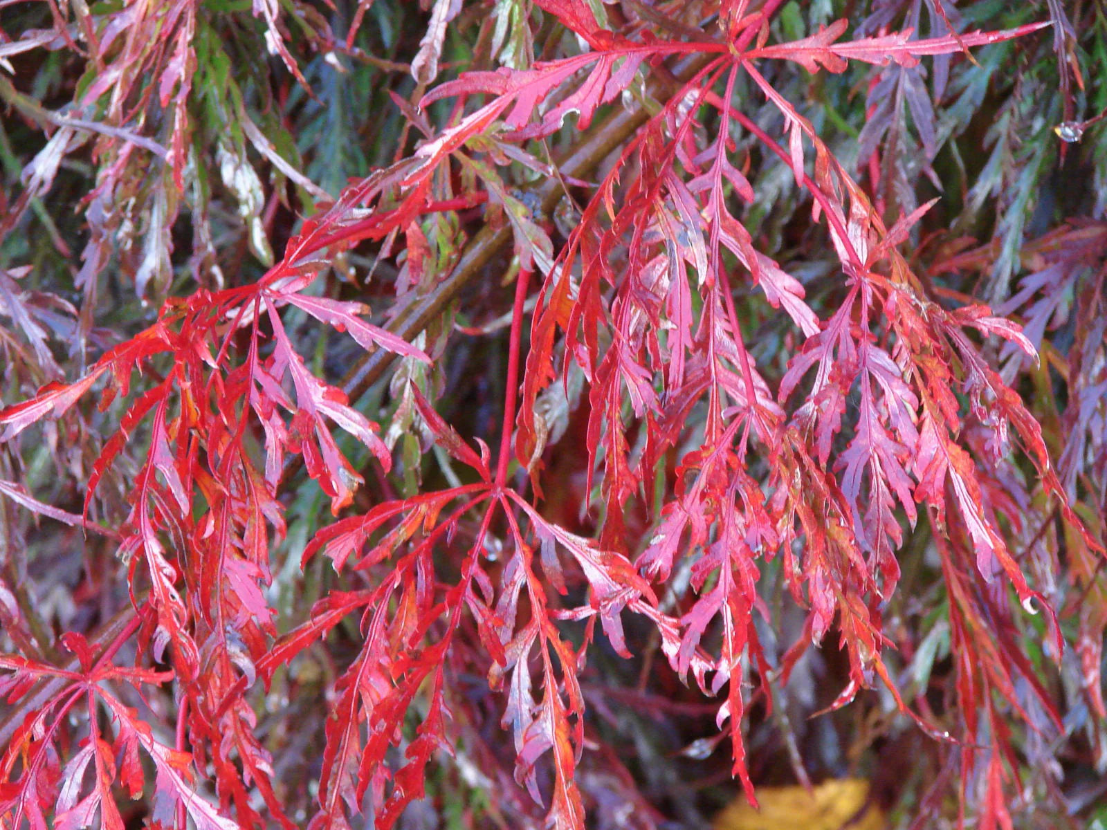 5–6' Acer palmatum ‘Bloodgood’ Japanese Maple – Sitka Nursery