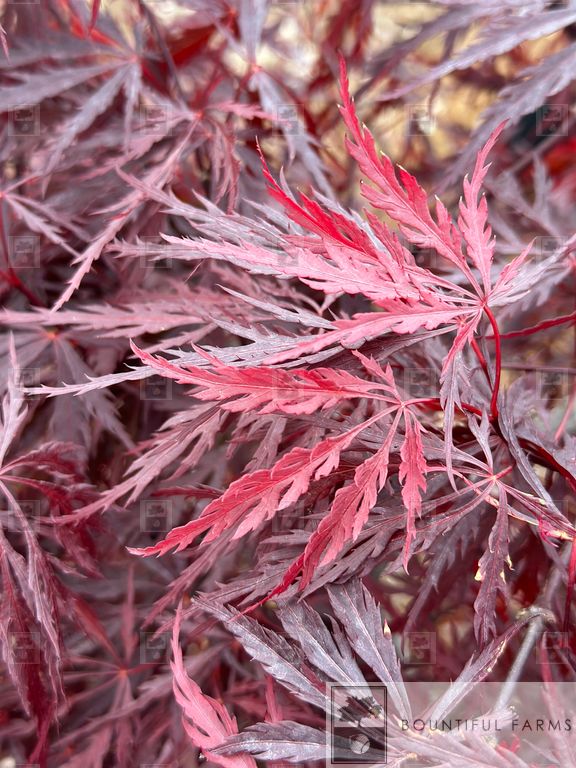 #6 STD Red Dragon Japanese Laceleaf Maple – Sitka Nursery
